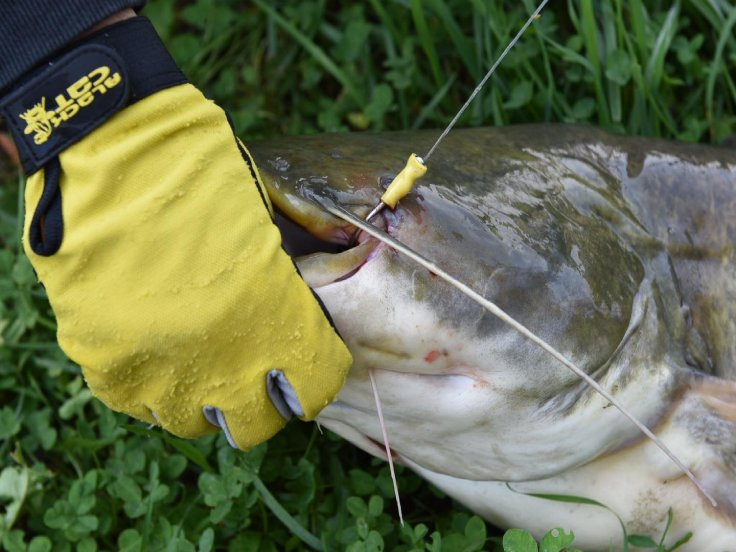 Comment débuter la pêche au silure ? - Leurre de la pêche